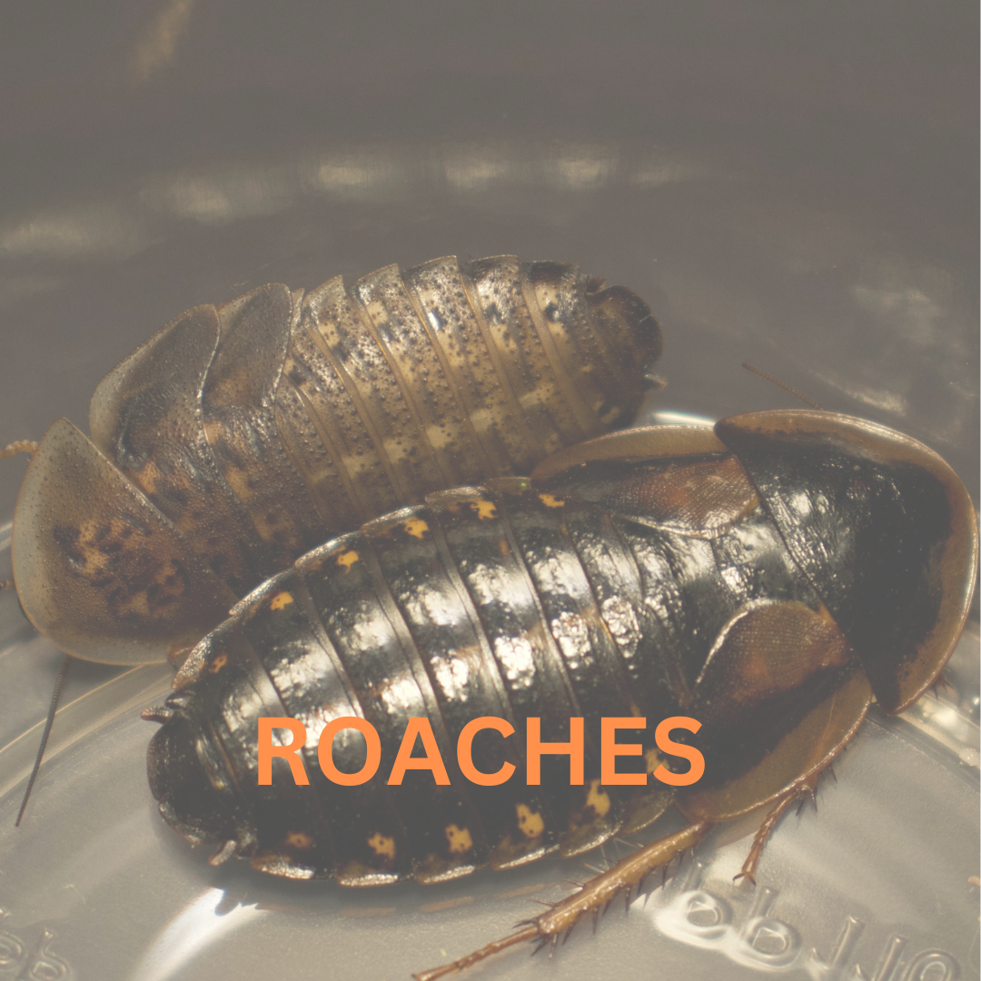 Feeder Roaches - Canada - CrawlMart