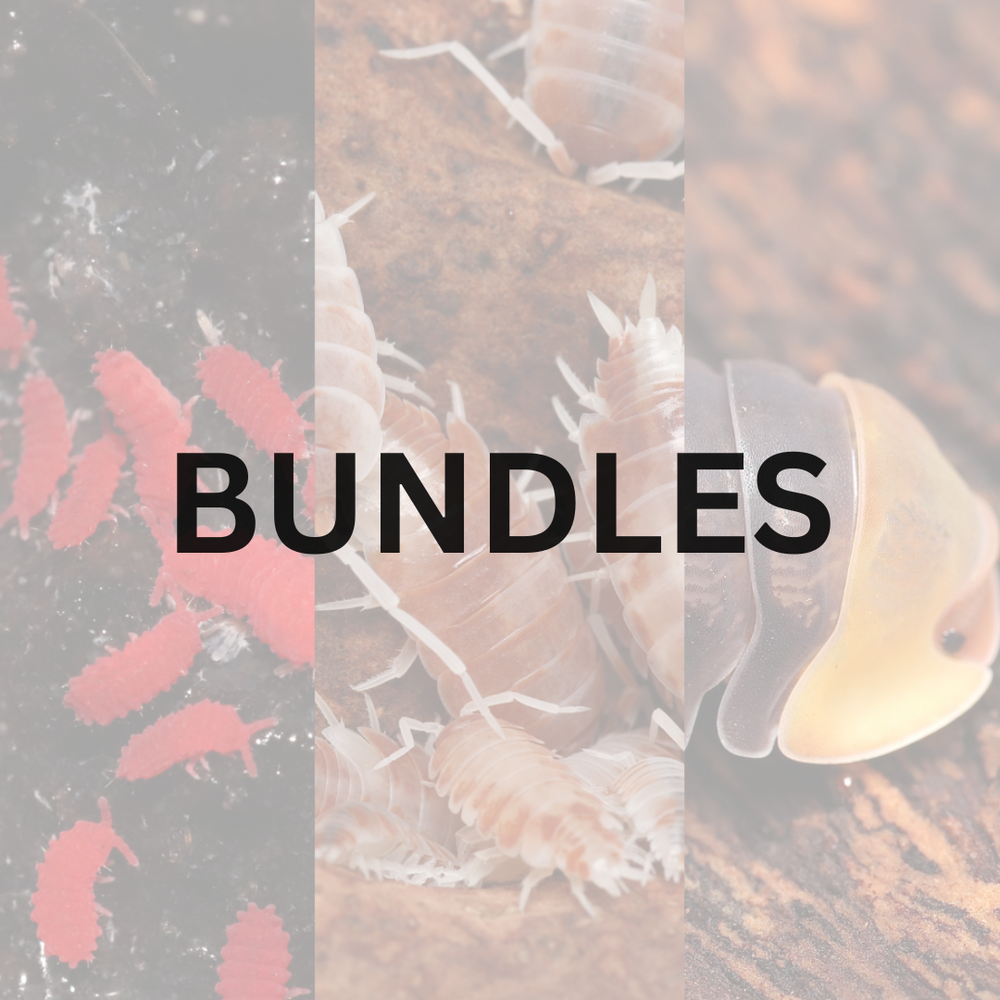 Isopods & Springtails For Sale | Canada | CrawlMart