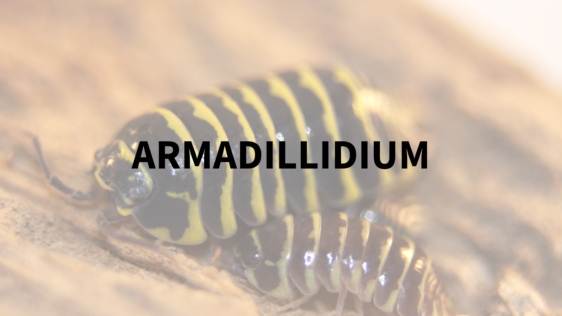Isopods & Springtails For Sale | Canada | CrawlMart
