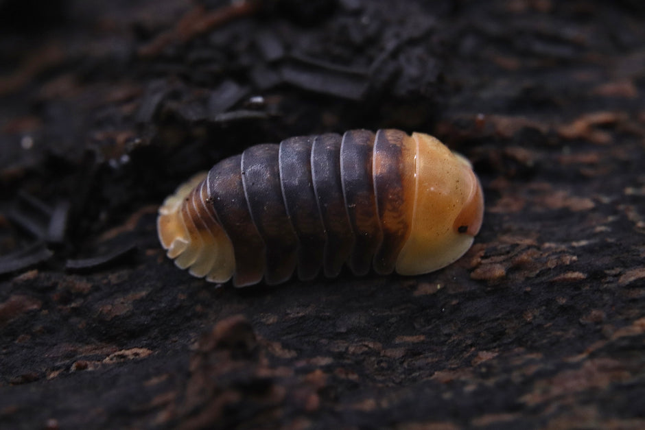Isopods & Springtails For Sale - Canada - CrawlMart