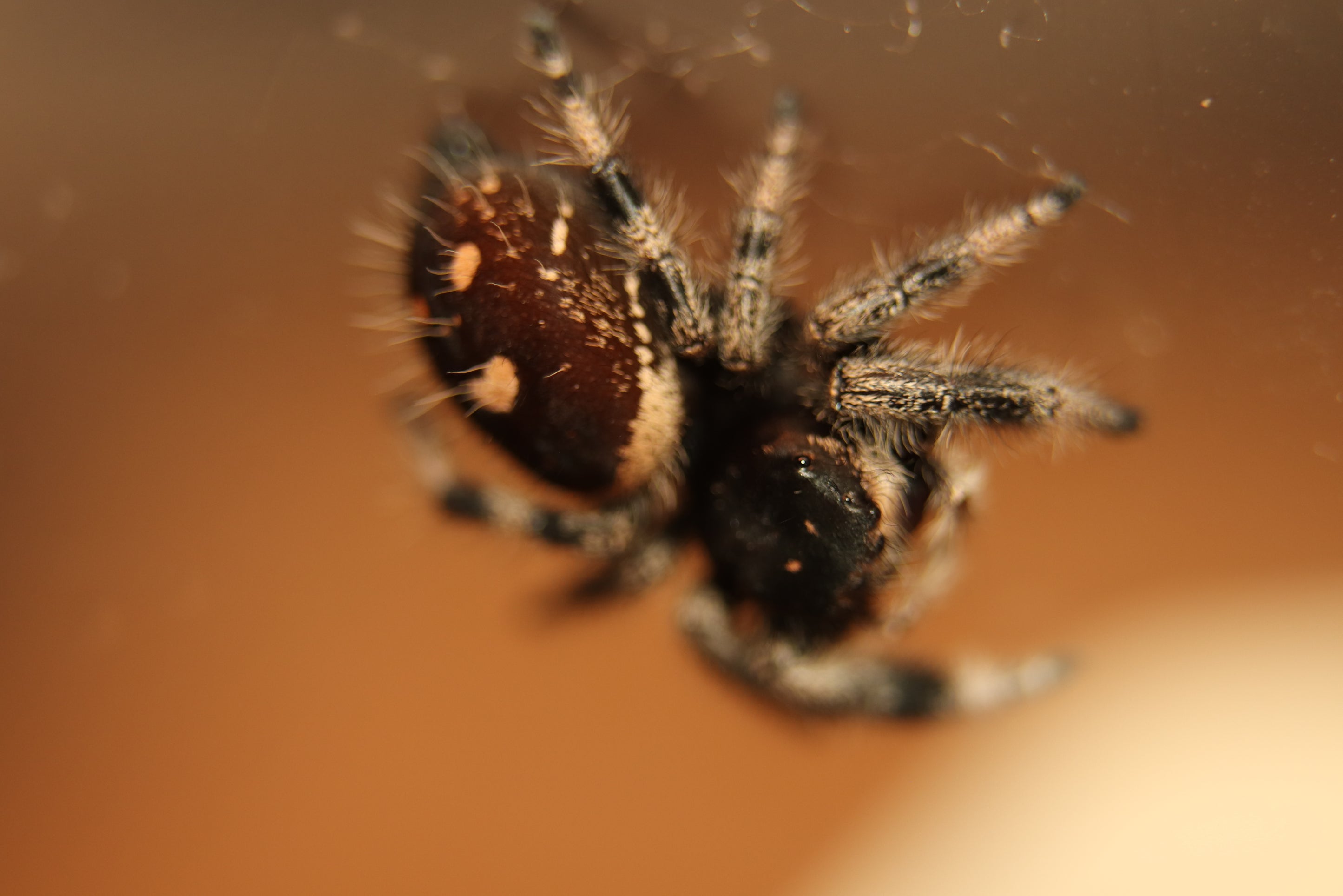 Jumping Spider for sale - Canada – CrawlMart
