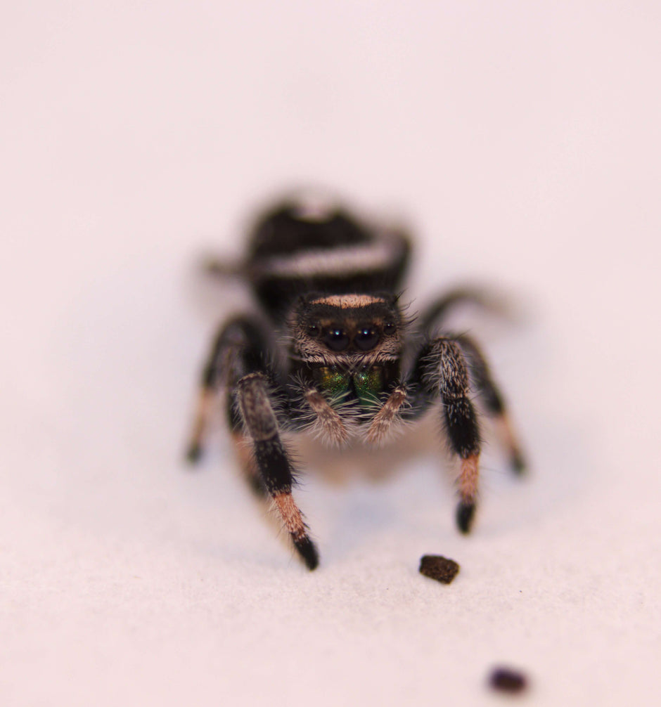 Jumping Spiders For Sale - Canada - CrawlMart